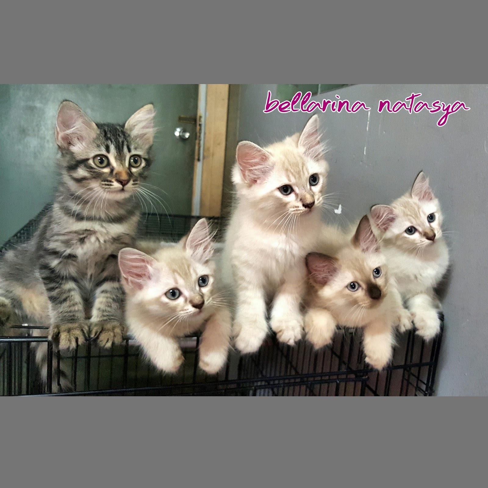 Persediaan & Tip Bela Kucing : Are You Ready To Get A Cat?