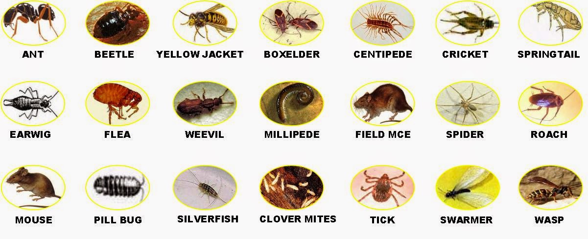 Eliminex Pest & Wildlife NJ 732-284-3807 - Squirrel, Raccoon, Termite ...