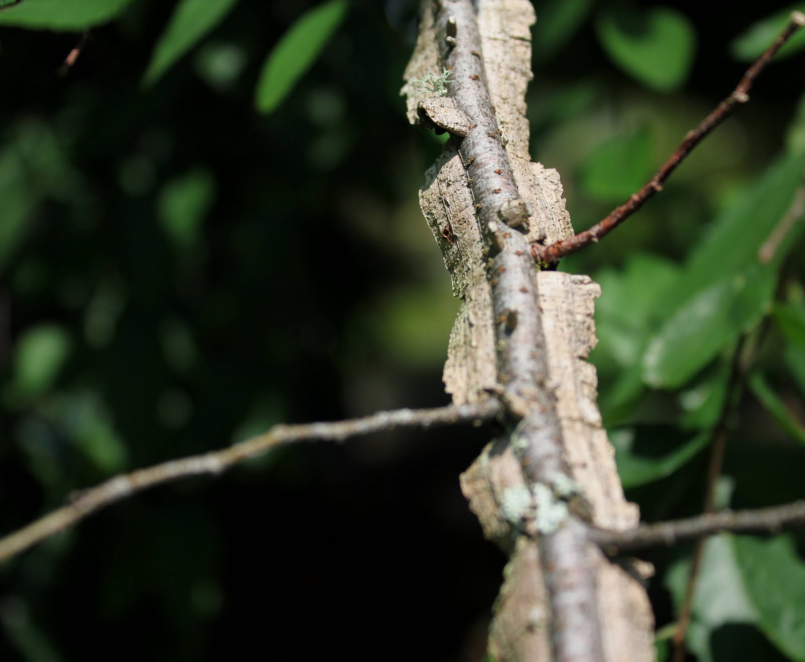 The Nature of FishHawk Ranch by Steve Meador