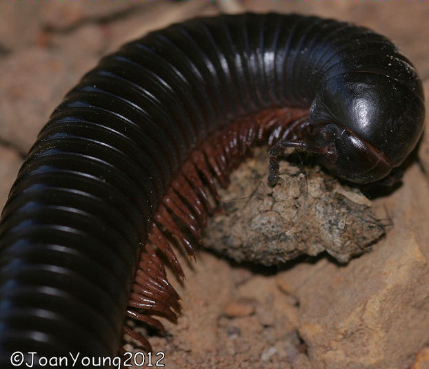 South African Photographs: Millipedes – Family Myriapoda