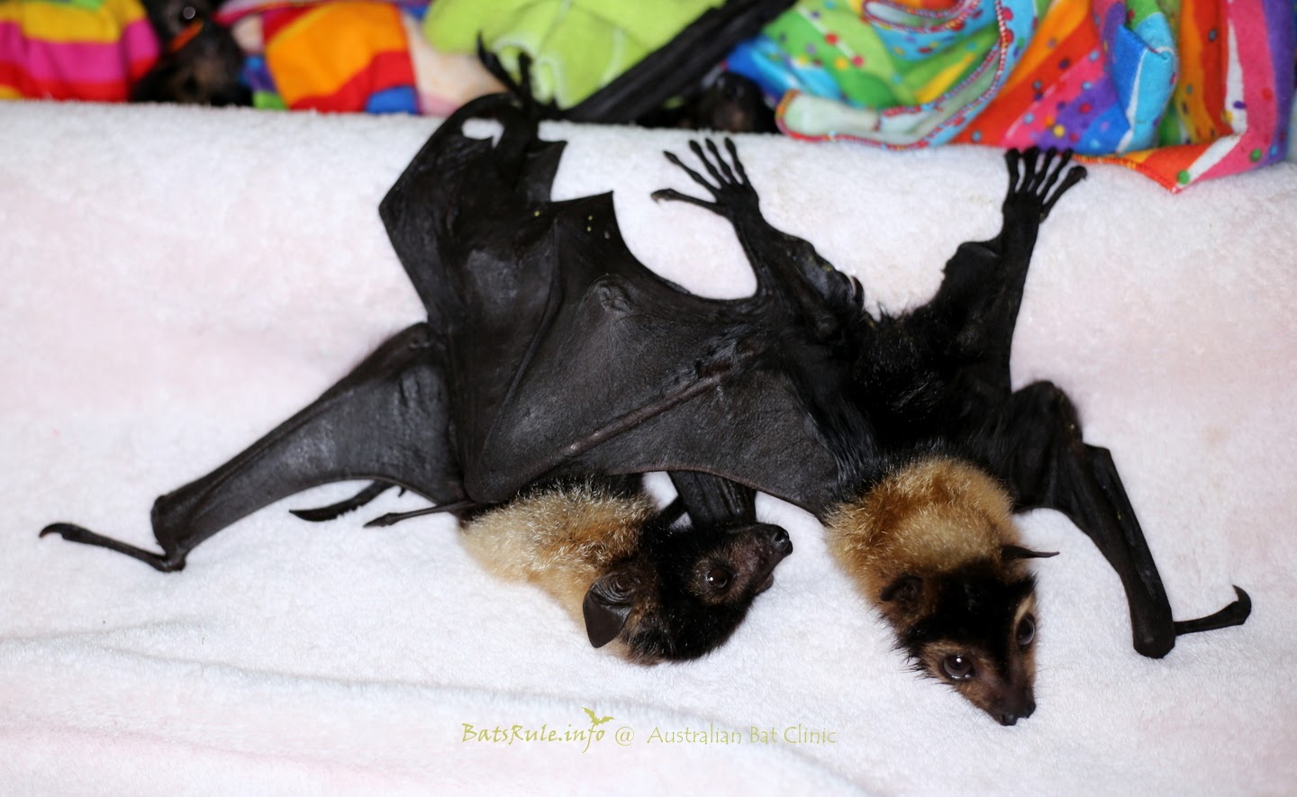 Rehab | Cairns Qld Megabat babies Spectacled in care, Pteropus ...