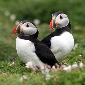 Puffin | The Life of Animals