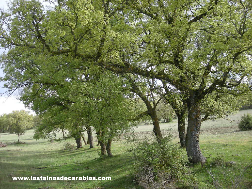 LA COMARCA DE SIGÜENZA: Senda del rebollar de Carabias