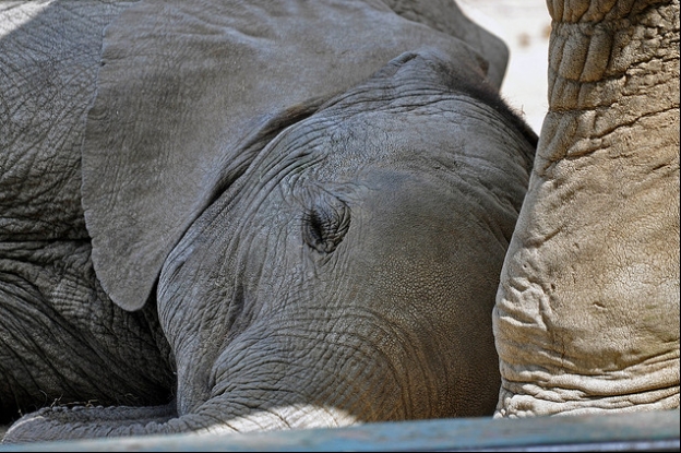 White Wolf : Watch: “Snoring Animals” Compilation Is a Must-See