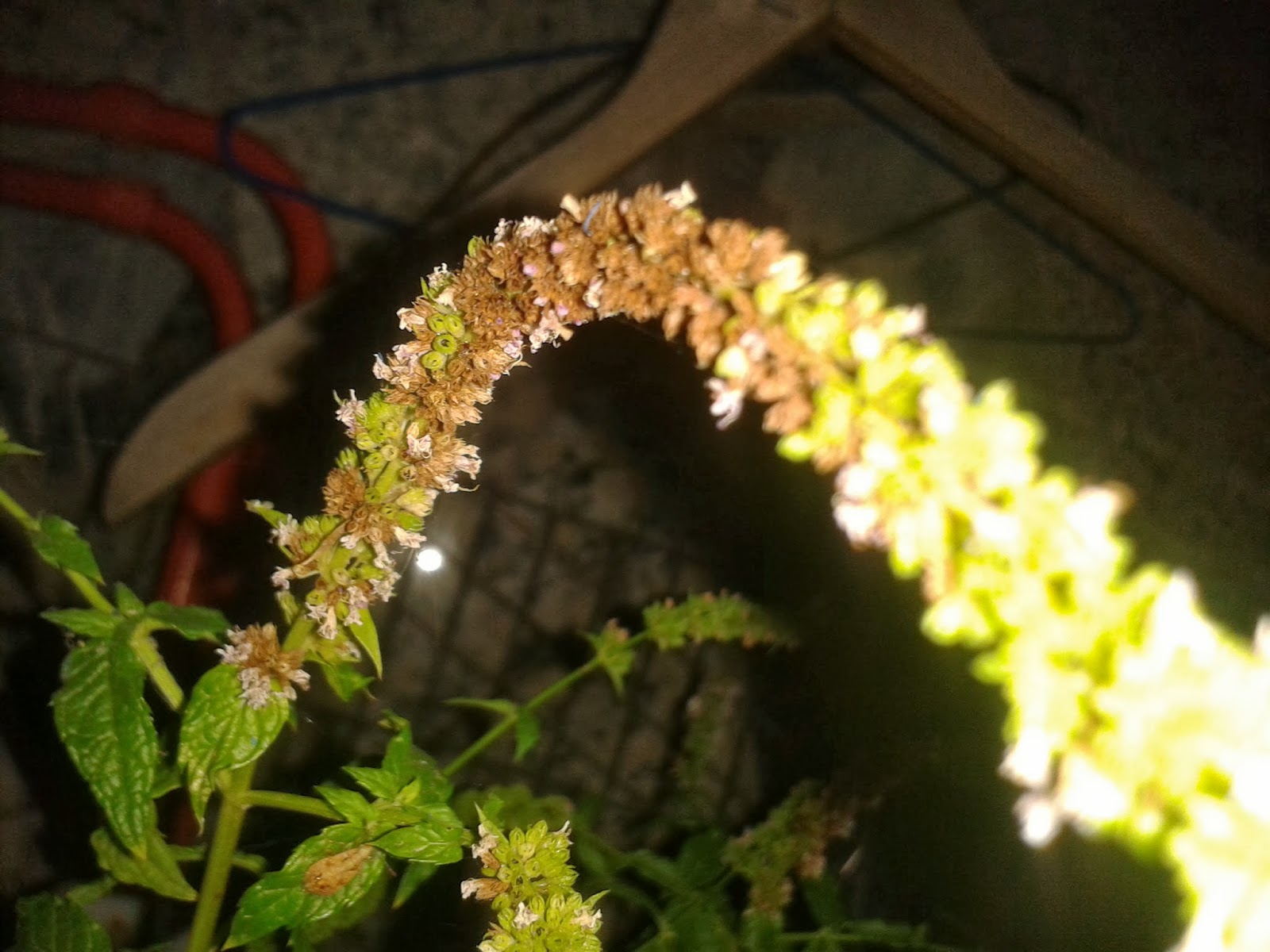 El tio yerbas: poleo - menta