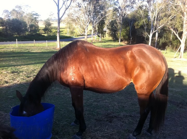Save a Horse Australia Horse Rescue and Sanctuary: Horse Update
