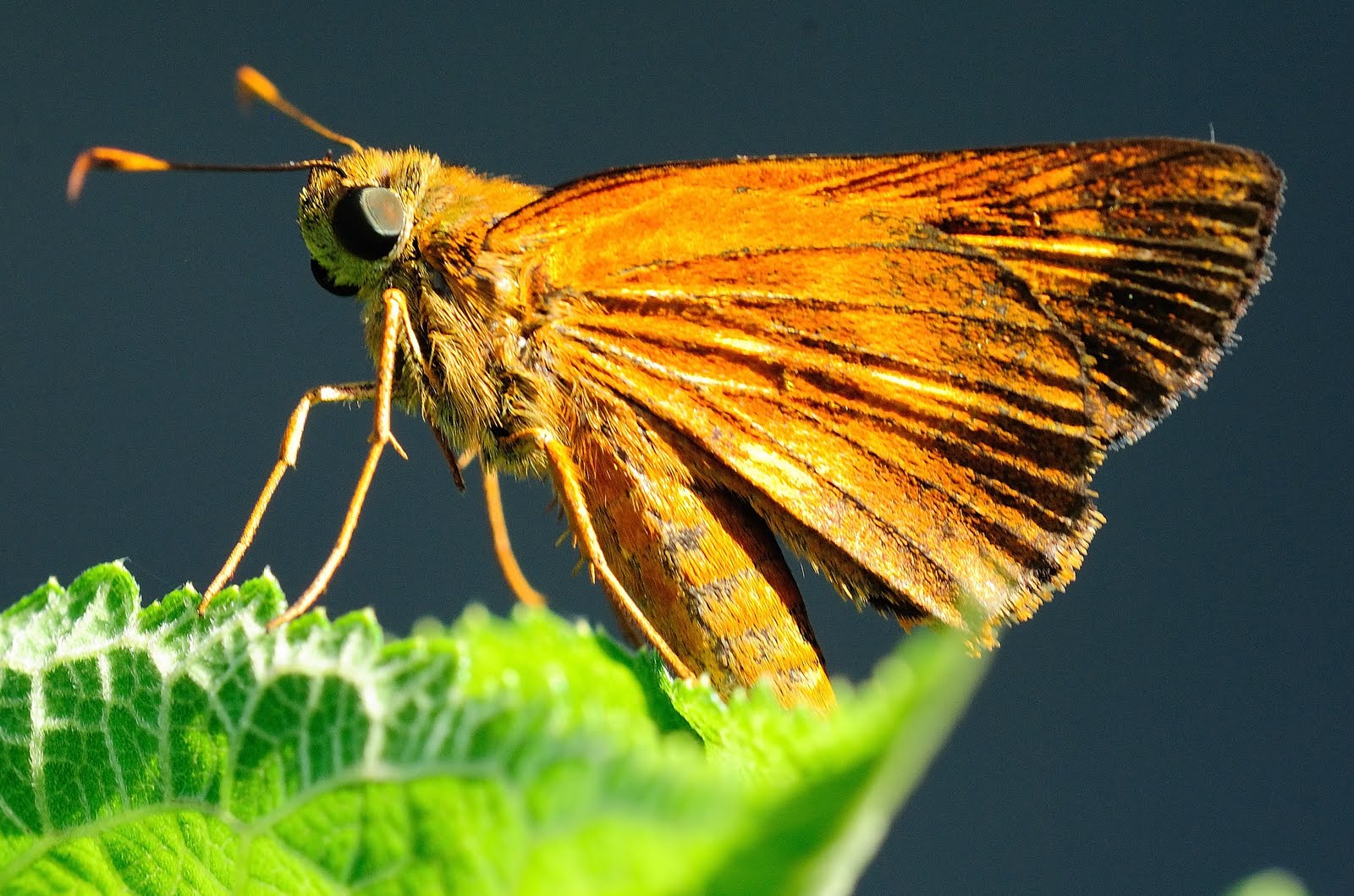 Visto al Pasar: Los Skippers, o Saltarines