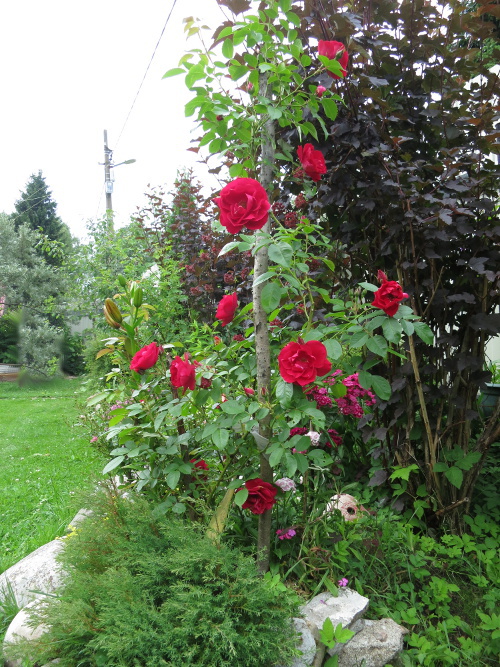 Nadezda's Garden and Home : Blooming Garden, July-18