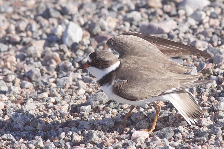 Christian Artuso: Birds, Wildlife: On the Open Tundra
