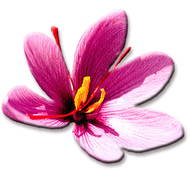 Colour Vibration Therapy (CVT): Khasiat, Kebaikan & Kelebihan Habbatus ...