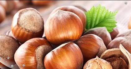 Nut Processing Machinery: Hazelnut vs. Filbert vs. Cobnut