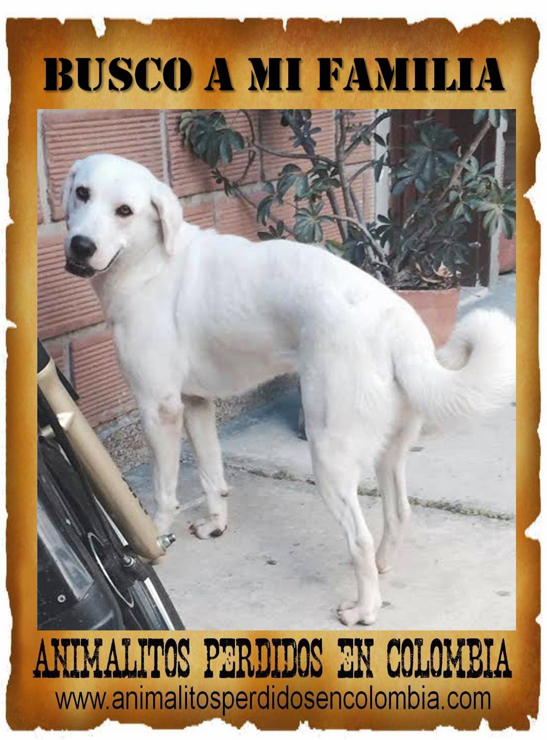 Animalitos Perdidos en Colombia: ENCONTRADA MEDELLIN- PERRA CRUCE ...