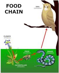 Environmental Science ko !!!: Food Chain