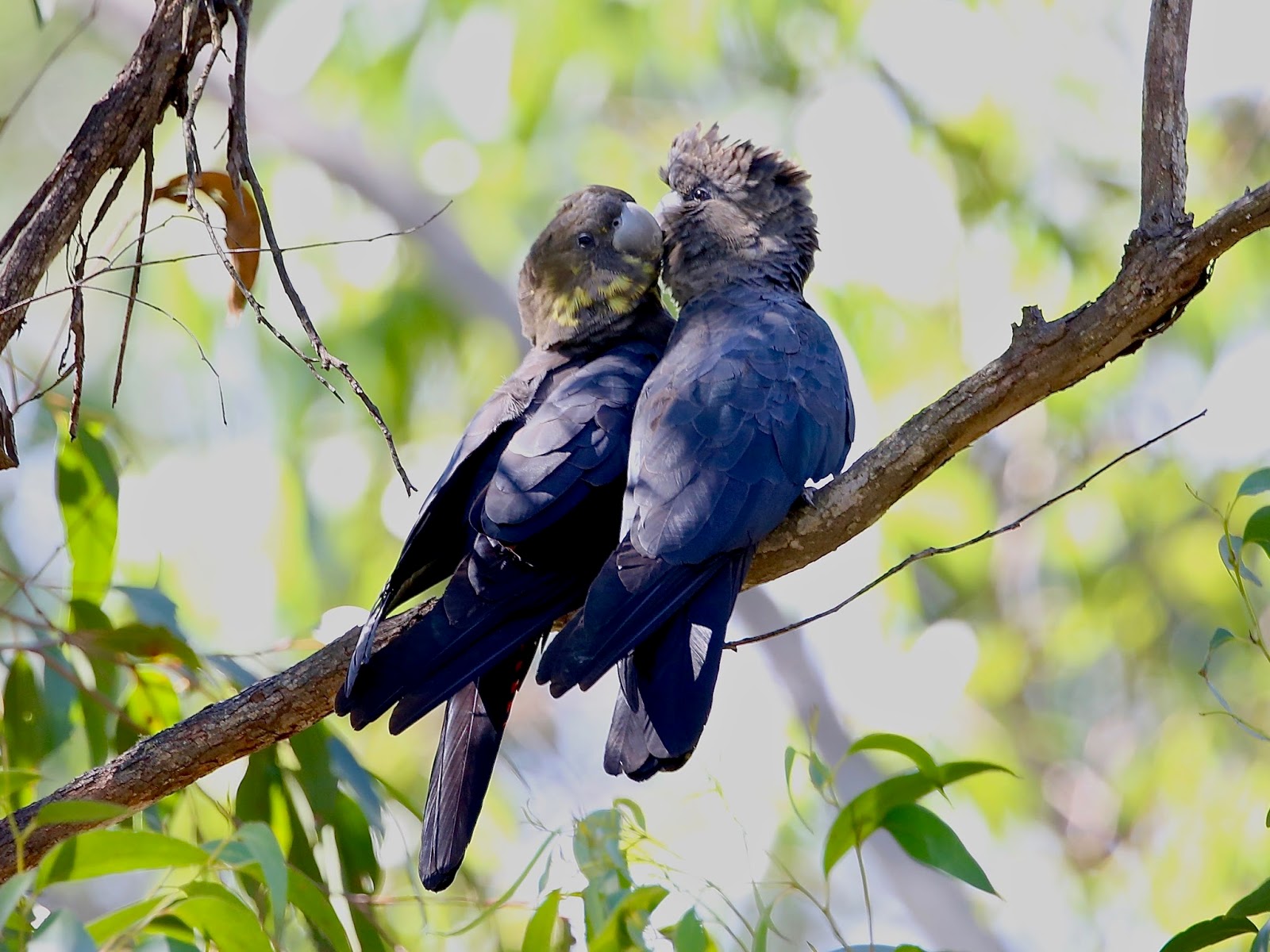 Avithera: Glossy Black-Cockatoo