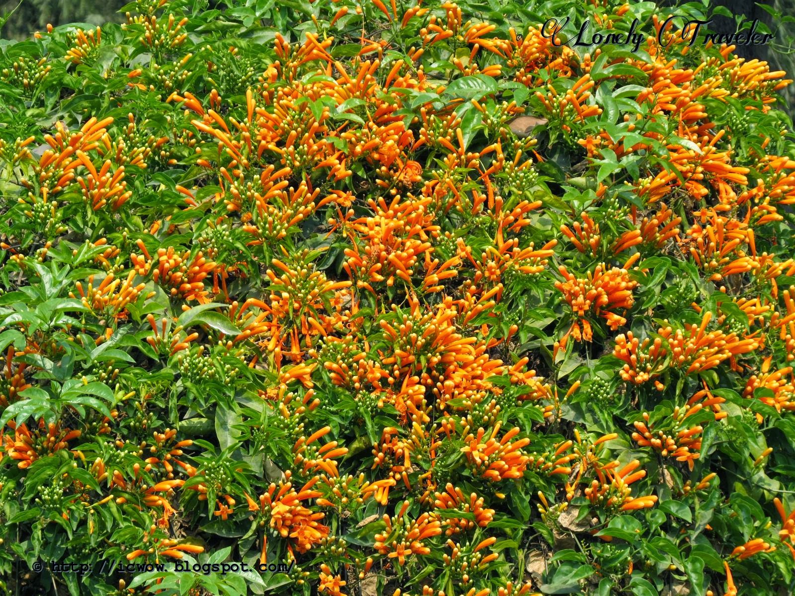 Flaming trumpet - Pyrostegia venusta