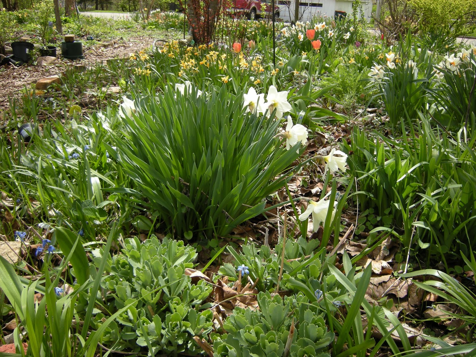 The Obsessive Gardener