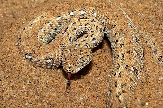 Namib Dwarf Sand Adder | Snakes