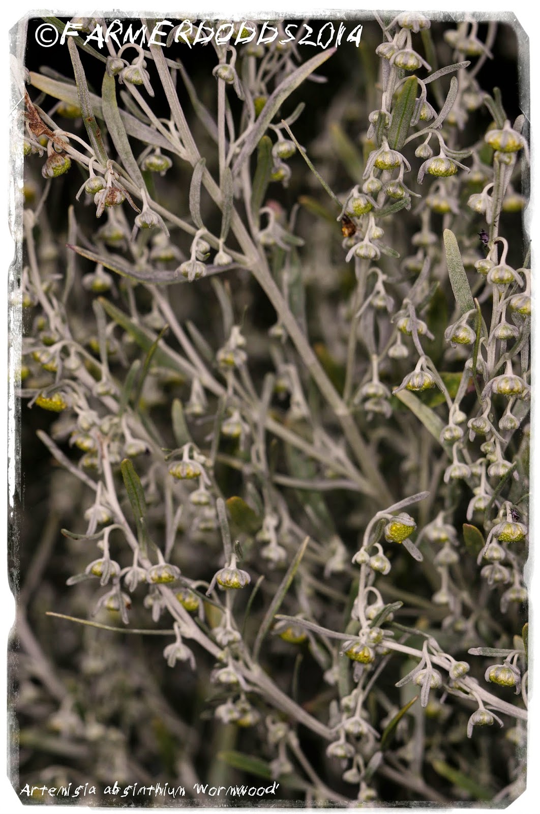 NATIVE BRITISH HERBS: A