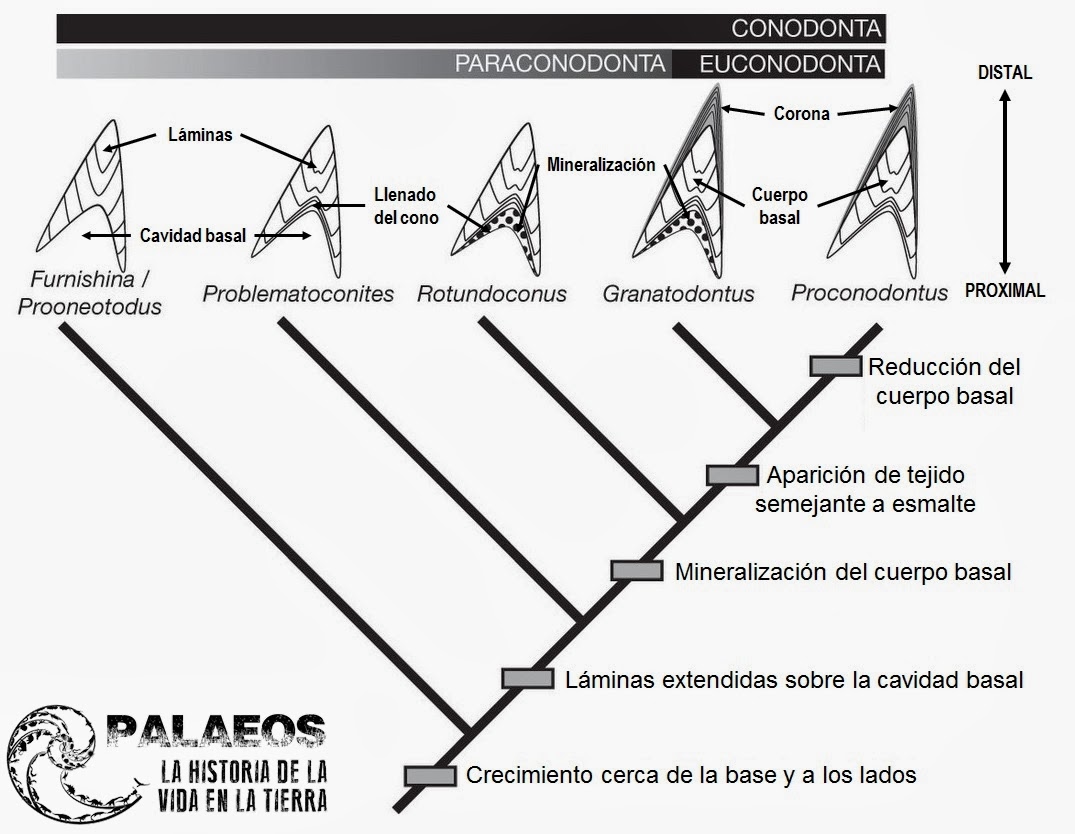 Palaeos, la historia de la Vida en la Tierra: ¿Los dientes llegaron ...