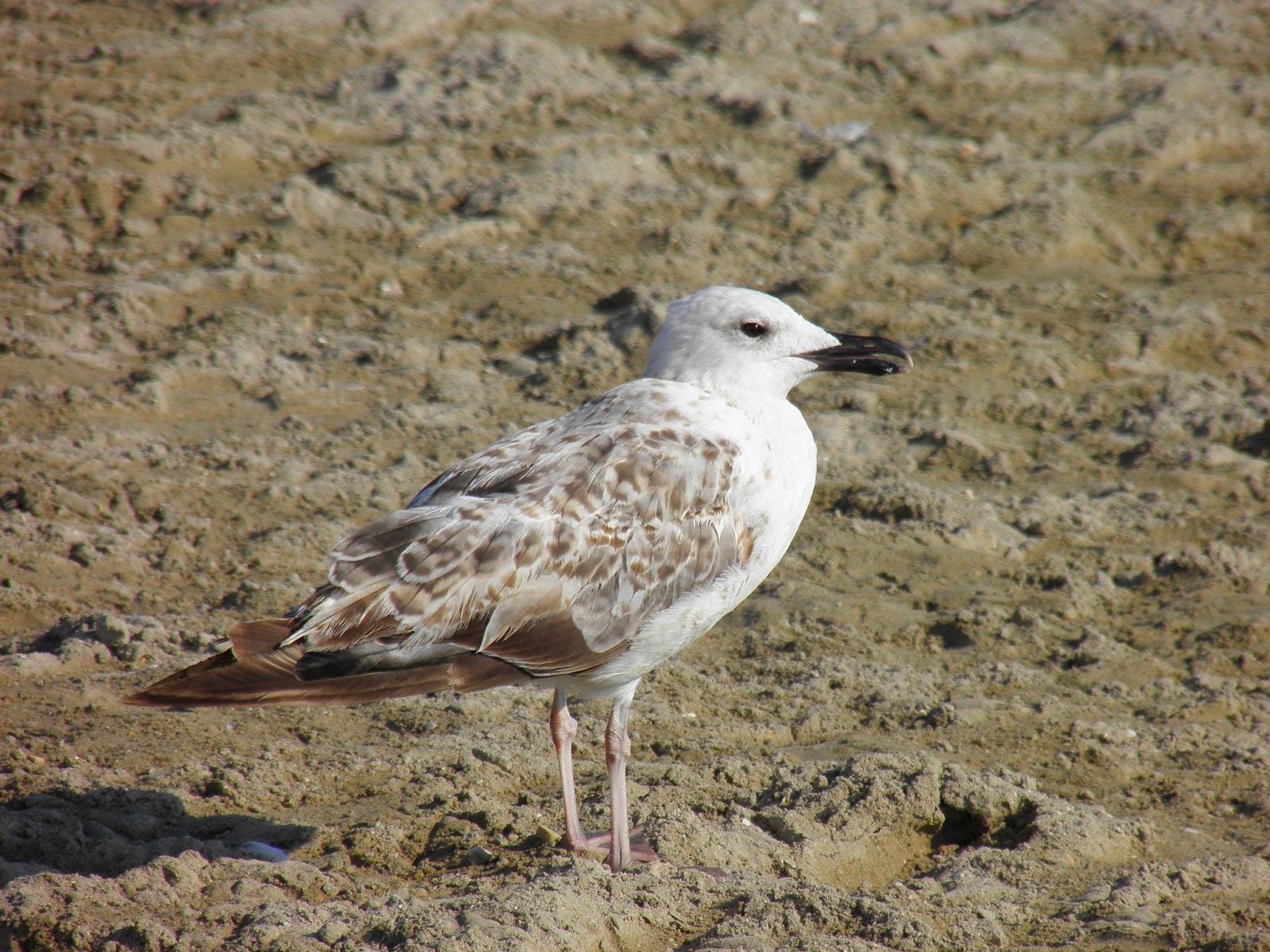 PASARI DIN ROMANIA: PESCARUS PONTIC, Larus cachinnans