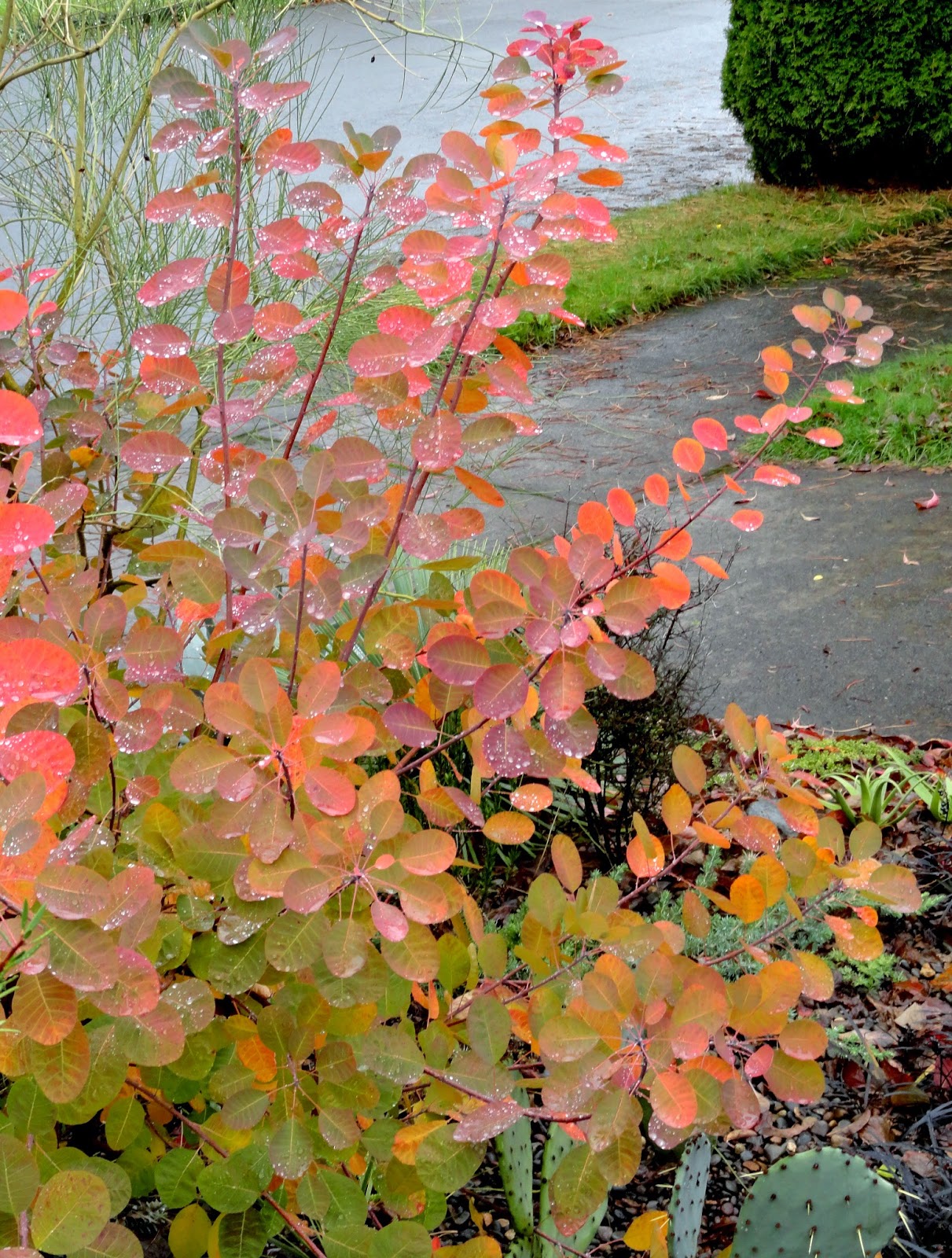 danger garden: Cotinus coggygria ‘Royal Purple' is my favorite plant in ...