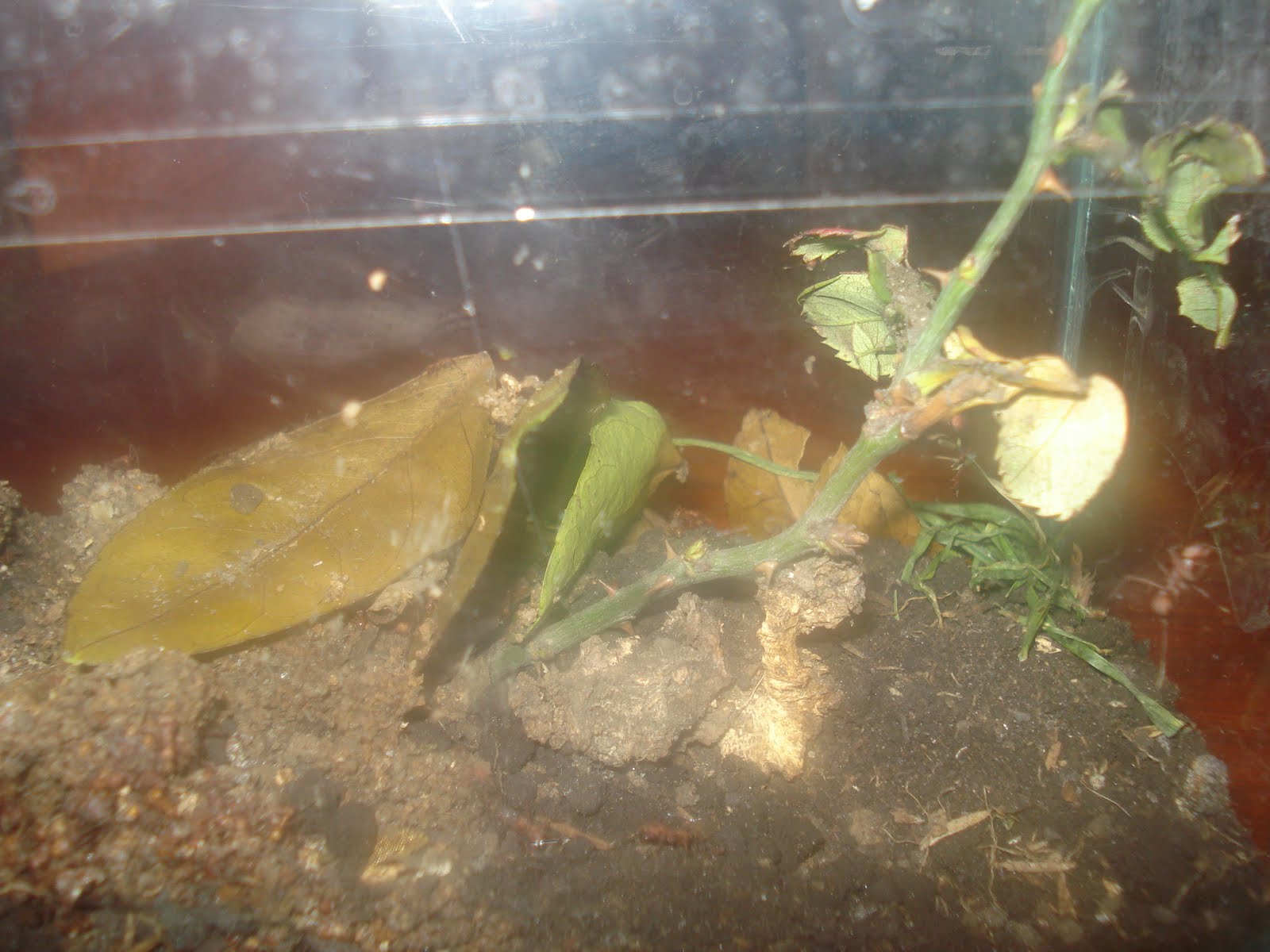 "Las Superhormiguitas de Transición B": VISITA DE HORMIGAS ARRIERAS