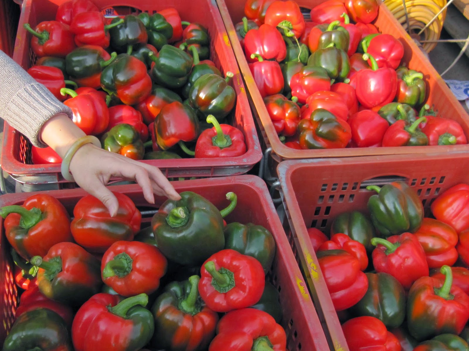 Estudiando Agricultura en Taiwán: Pimiento morrón (2) — transporte ...