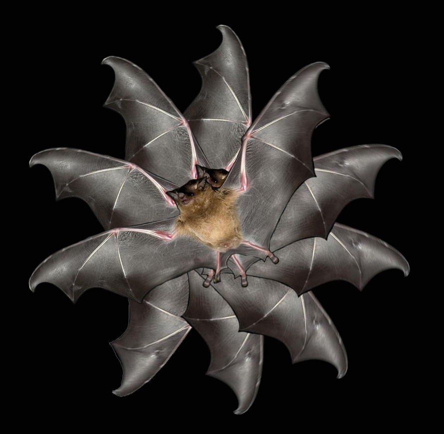 365 Days of Stargazing: 291. Bat Star