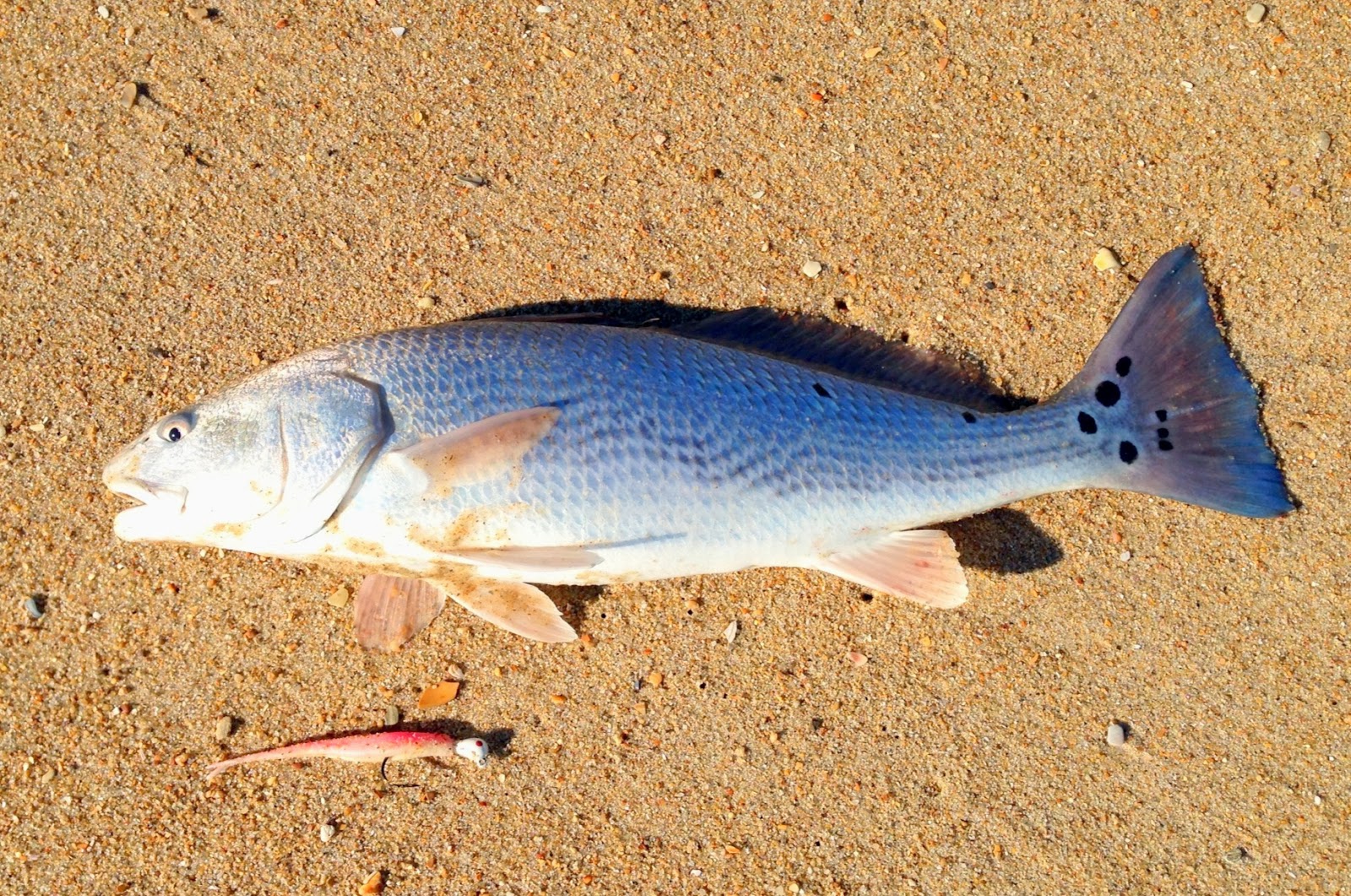 Top Water Charters Fishing Reports and News Beaufort Morehead City ...