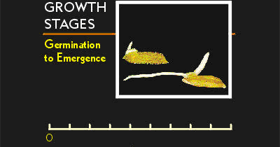 Tahapan Pertumbuhan Tanaman Padi - Tanah Airku