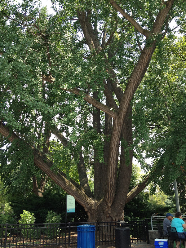 PHILLY TREES: THE SASQUATCH TREE
