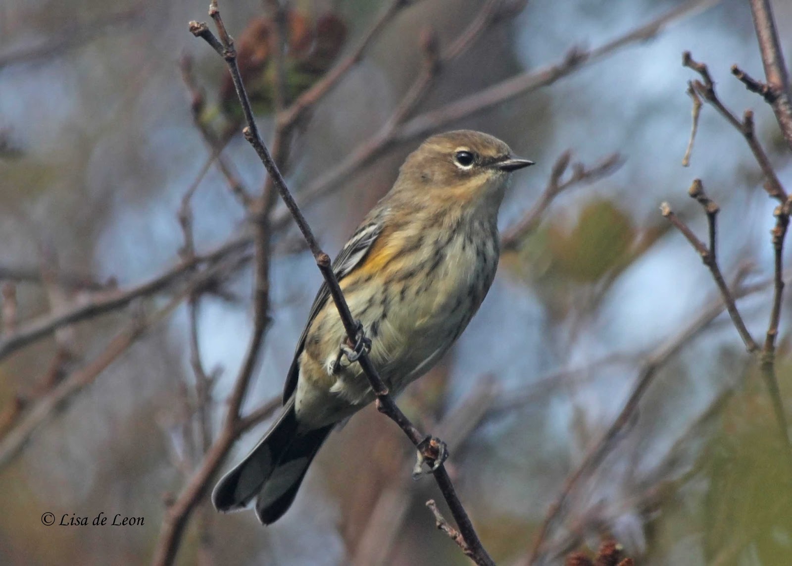Birding with Lisa de Leon: Predictable Birds of Fall