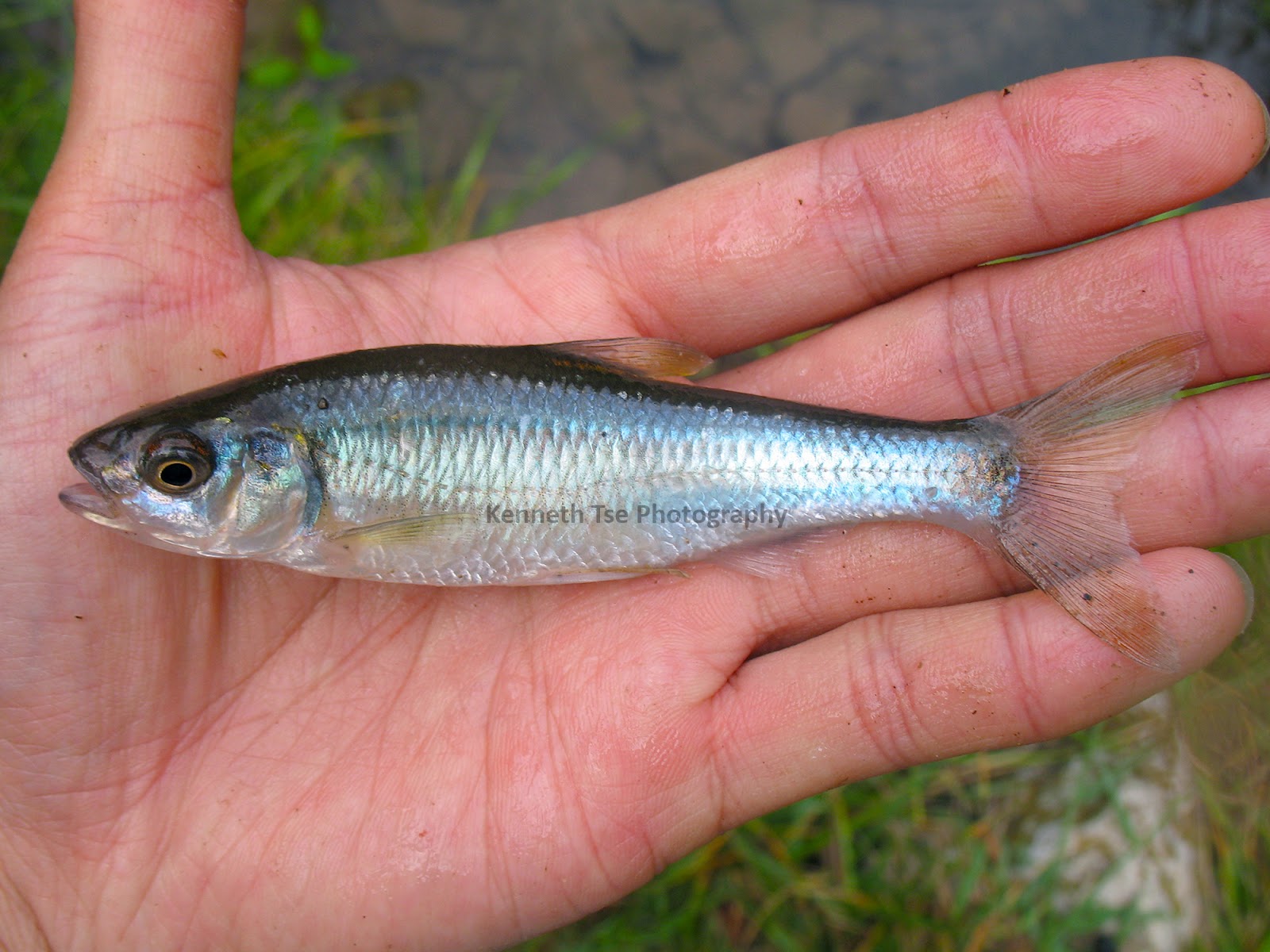 MuskieBait Adventures: Lifelist