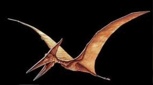 Bestiario de lo cotidiano y extraordinario: UN PTERODÁCTILO ...