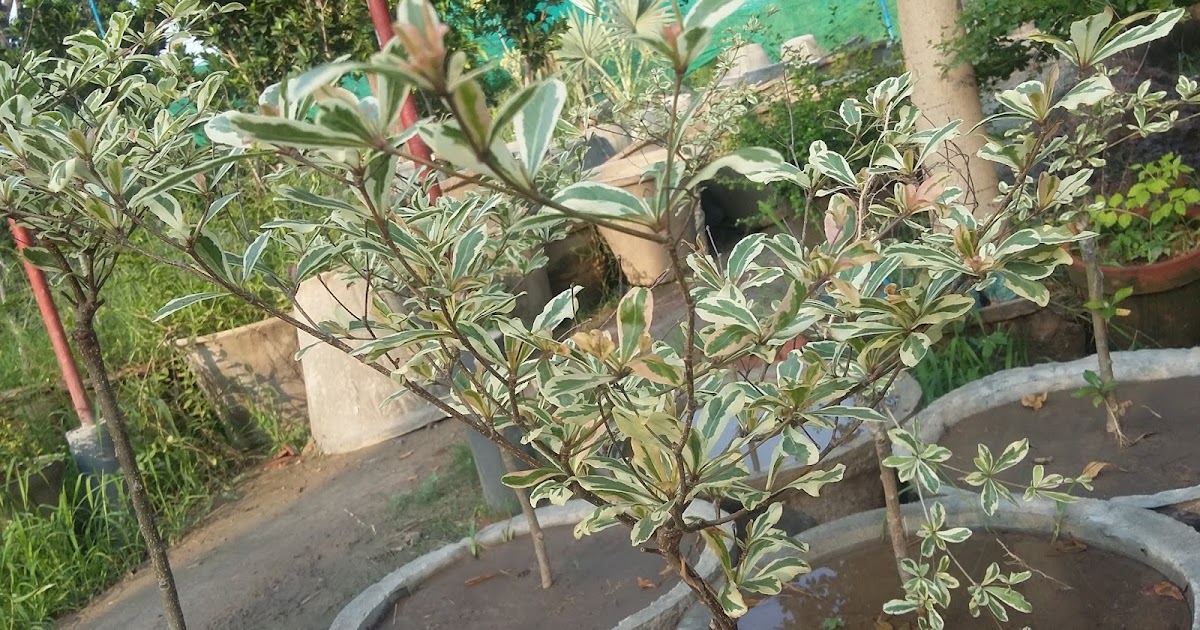 GreenWorld Nursery Farm Pattoki : IMPORTED TERMINALIYA