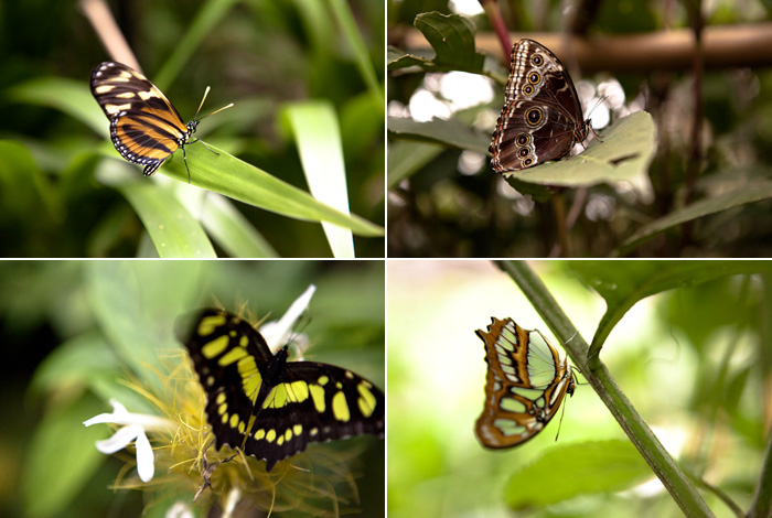 Wanderlust: Mariposario