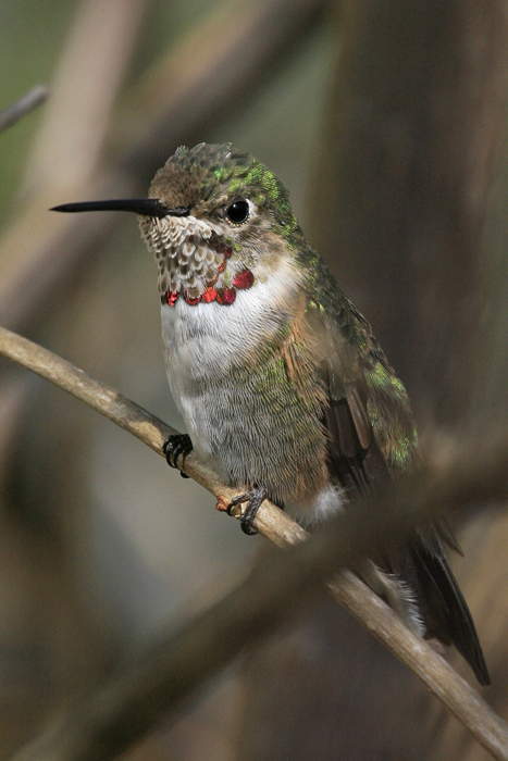 View from the Cape: Broad-tailed Hummingbird!!