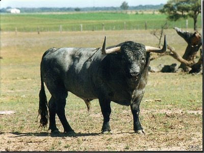 Imágenes de un toro - Imagui