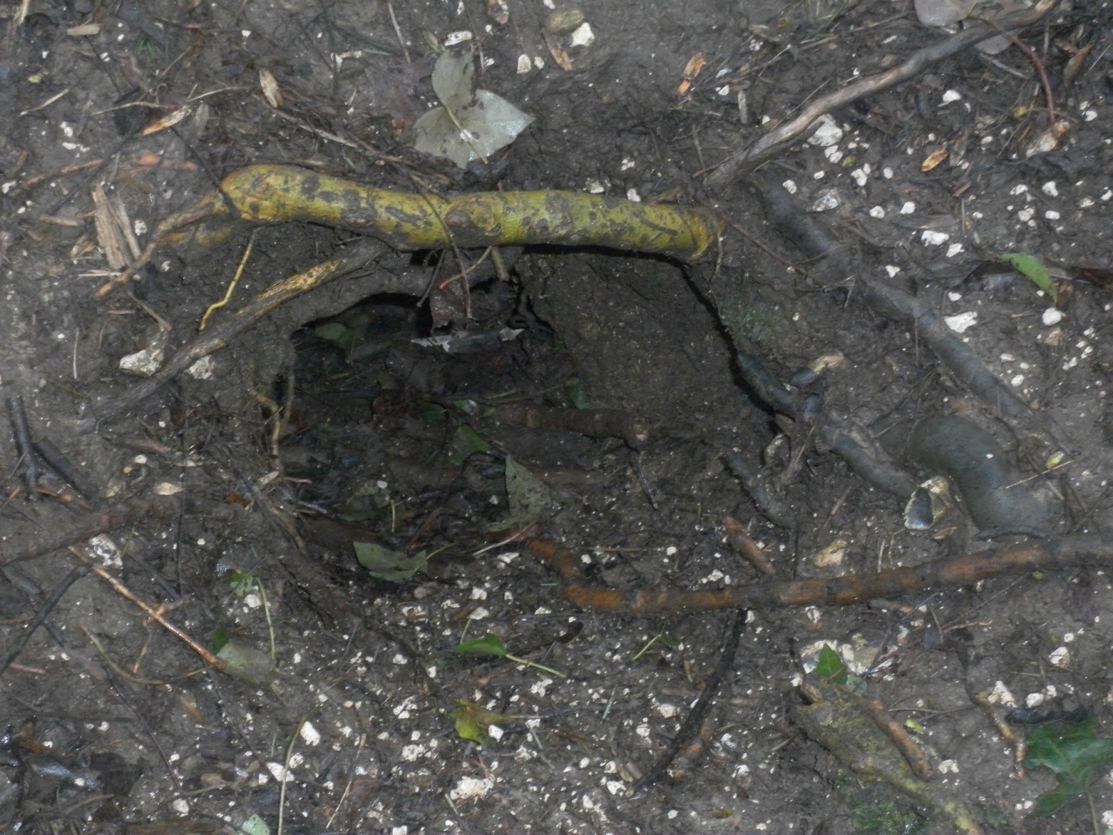 Forest Schools : All You Need To Know About Badger Setts