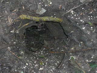 Forest Schools : All You Need To Know About Badger Setts
