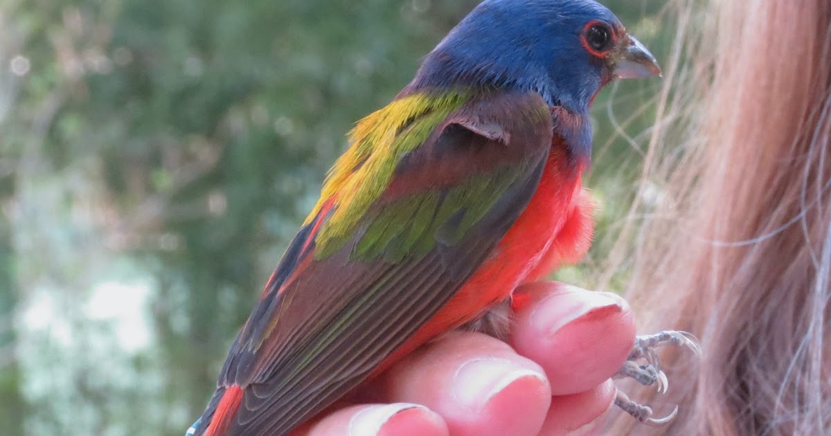 Bird Banding: Learning From Birds In-hand: Color Banding Painted Buntings