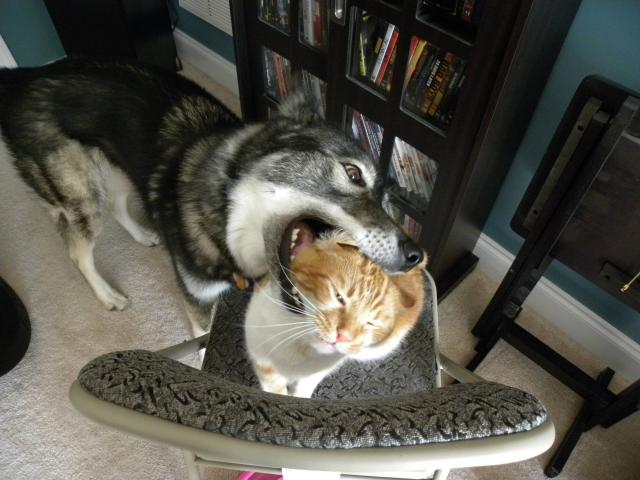 Cats vs Dogs | Amazing Creatures