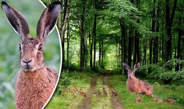 "King-Sized Hares" in England?