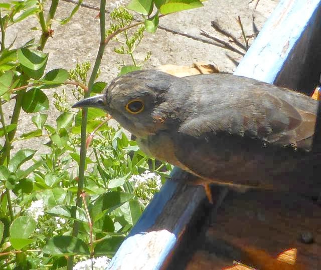 Window 1 Fan-tailed cuckoo ? Dog 0
