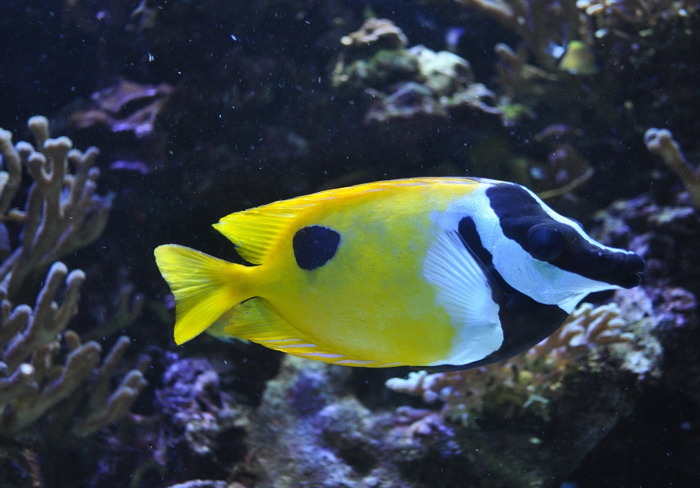 ZOOTOGRAFIANDO (6.100 ANIMALS): PEZ CONEJO DE UNA MANCHA / BLOTCHED ...