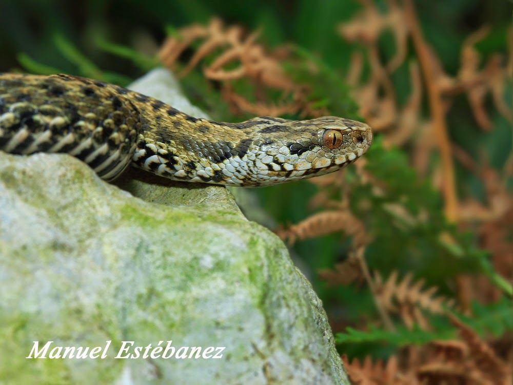 Miradas Cantábricas: Víbora de Seoane o cantábrica (Vipera seoanei ...