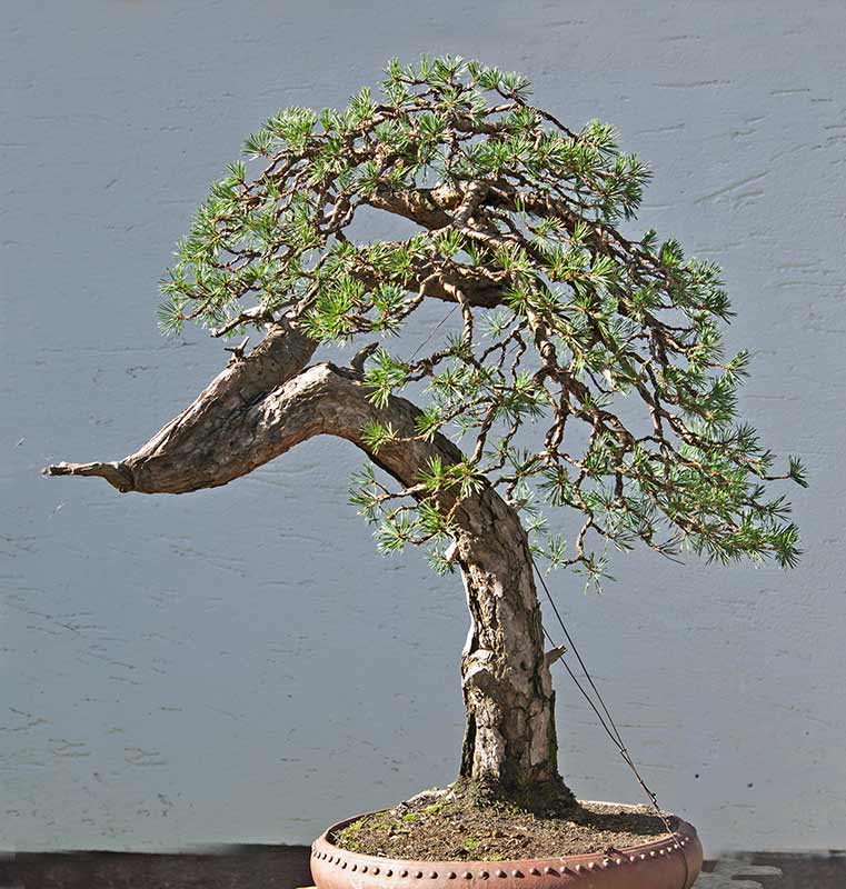 Walter Pall Bonsai Adventures: Scots pine #4