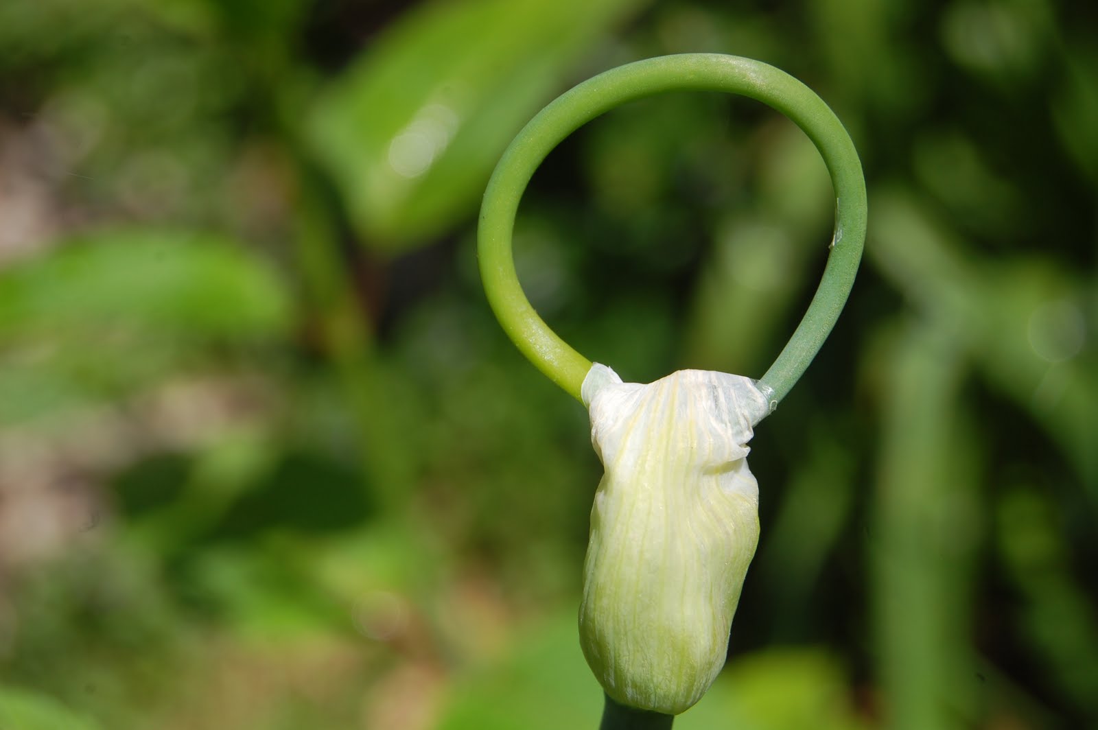 Sprouts: My Amazing Egyptian Walking Onions