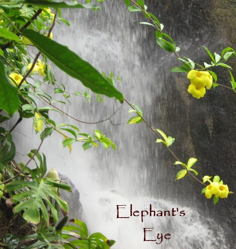 Rainforest Biome at the Eden Project