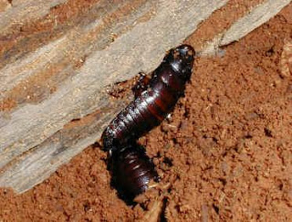 November 2012 - Insects Morphology